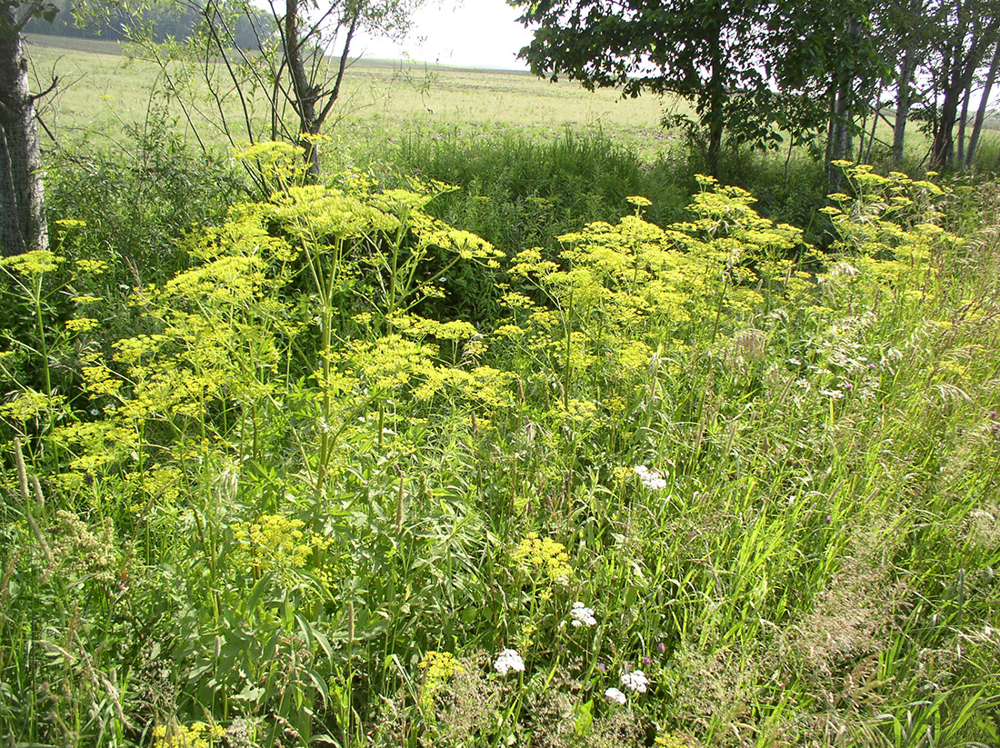 Wild parsnip is invasive and dangerous to humans. | MasonCountyPress.com