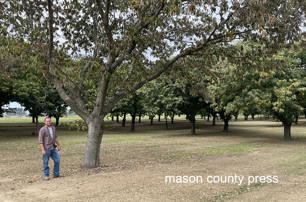 Local chestnut grower discovers oak wilt is killing his trees ...
